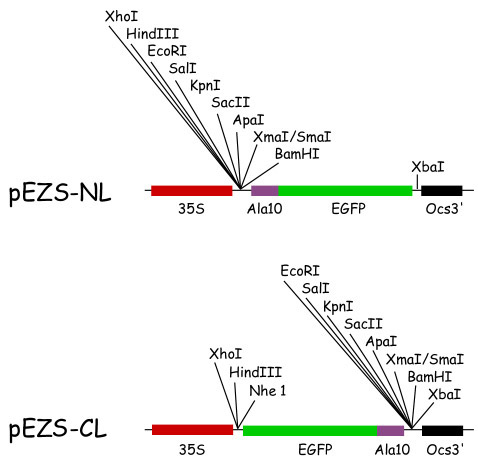 Carnegie Cell Imaging